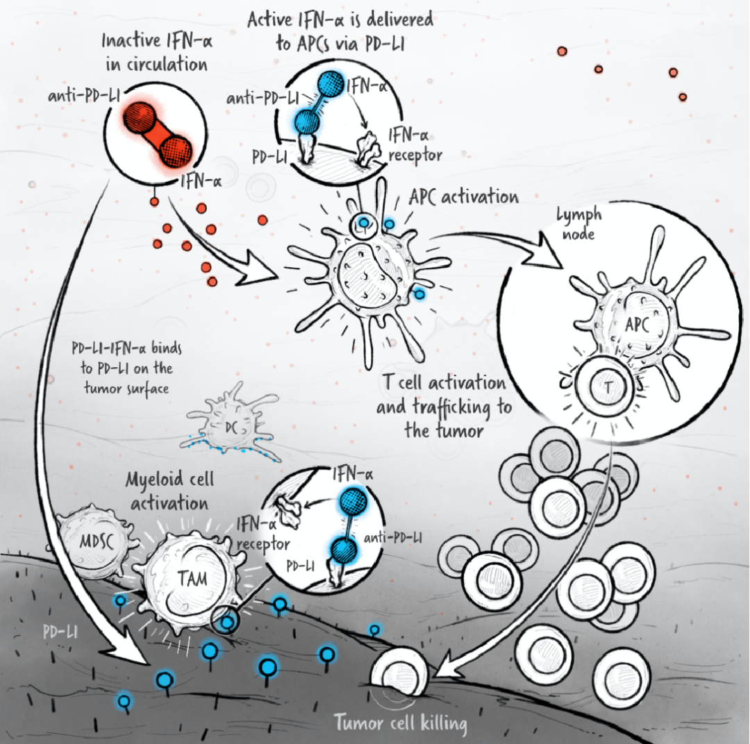 罗氏2.5亿美元收购Good Therapeutics，获得PD-1调节IL-2疗法医药新闻-ByDrug-一站式医药资源共享中心-医药魔方