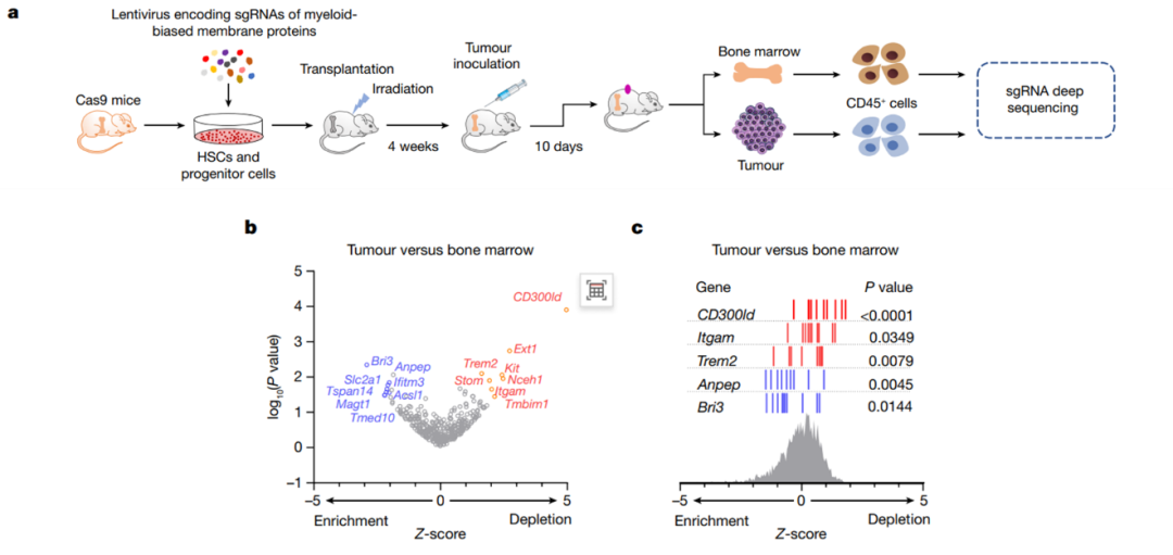 Nature文章：赵允组合作揭示靶向PMN-MDSCs的全新肿瘤免疫治疗靶点医药新闻-ByDrug-一站式医药资源共享中心-医药魔方