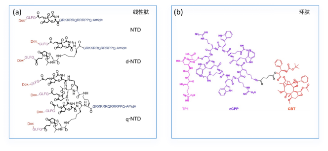中肽技术 |多肽类偶联药物 (Peptide-X Conjugate, PXC)医药新闻-ByDrug-一站式医药资源共享中心-医药魔方