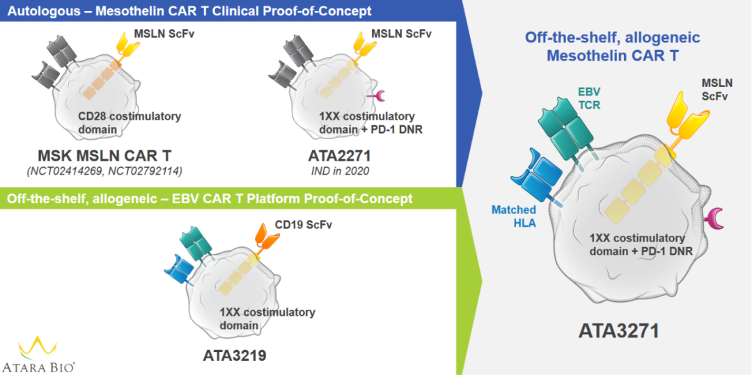 进军CGT的又一步棋！拜耳与Atara Biotherapeutics达成战略合作，正式跨入CAR-T细胞治疗领域医药新闻-ByDrug-一站 ...