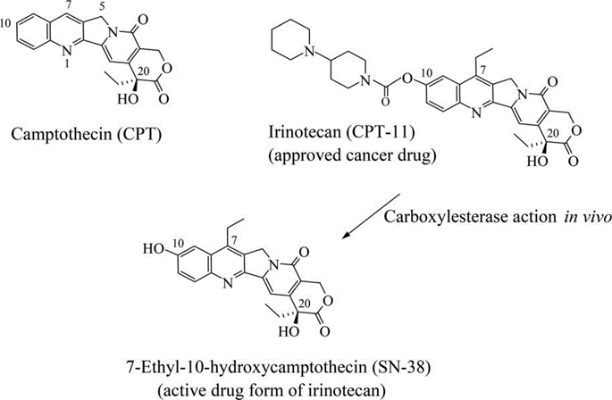 盘点ADC有效载荷背后的故事：拓扑异构酶抑制剂医药新闻-ByDrug-一站式医药资源共享中心-医药魔方