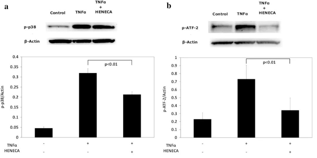 医药前沿│Nature子刊：腺苷通过 A2A受体信号传导抑制 MH7A 细胞中 TNFα 介导的 MMP-3 产生医药新闻-ByDrug-一站式医药资源共享中心-医药魔方