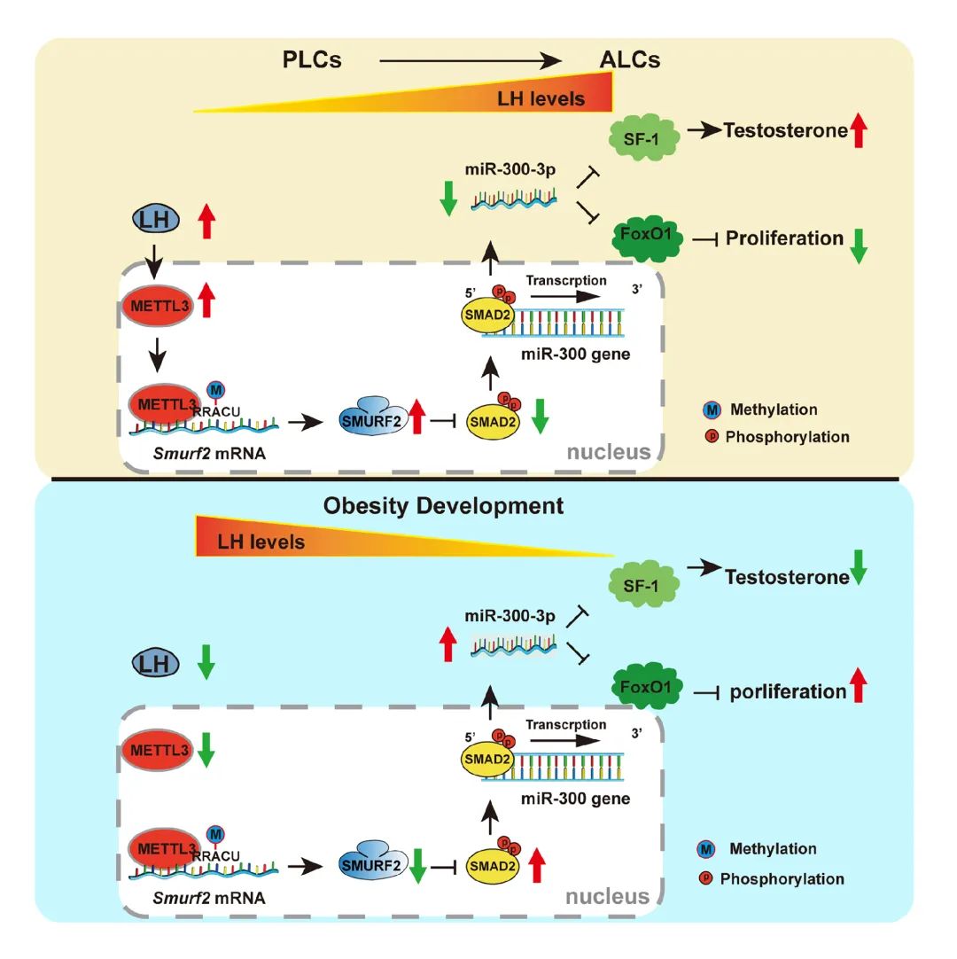 Mol Ther-Nucl Acids丨锐博miRNA动物用产品助力揭示miR-300-3p在睾丸间质细胞功能和分化中的作用医药新闻-ByDrug-一站式医药资源共享中心-医药魔方