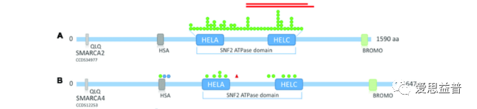 《普创新》探索表观遗传学合成致死新搭档——“SMARCA2/SMARCA4”医药新闻-ByDrug-一站式医药资源共享中心-医药魔方