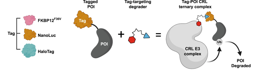 新型蛋白降解技术NanoTAC 来了！与PROTAC相比，有何不同？医药新闻-ByDrug-一站式医药资源共享中心-医药魔方