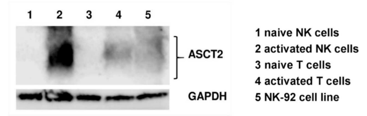 一种新型慢病毒载体------狒狒逆转录病毒包膜糖蛋白假型慢病毒（BaEV-LVs）医药新闻-ByDrug-一站式医药资源共享中心-医药魔方
