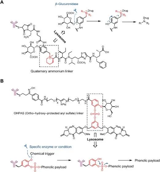 动态 | 偶联药物新型linker和payload的研发现状医药新闻-ByDrug-一站式医药资源共享中心-医药魔方