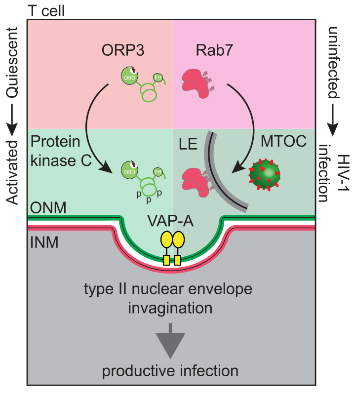 Nature子刊：科学家破解HIV进入宿主细胞核新方式，或带来全新治疗药物医药新闻-ByDrug-一站式医药资源共享中心-医药魔方
