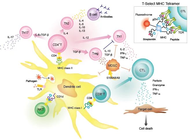 MBL北京细胞治疗技术研发中心在京成立医药新闻-ByDrug-一站式医药资源共享中心-医药魔方
