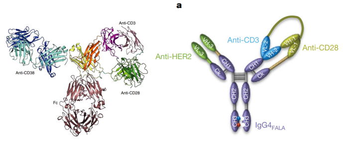CD3靶点在前沿开发中的挑战和进展医药新闻-ByDrug-一站式医药资源共享中心-医药魔方