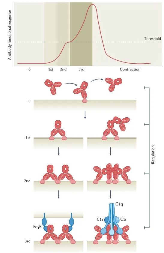 IF>100!深入解读抗体功能效应与药物设计基石——亲和力医药新闻-ByDrug-一站式医药资源共享中心-医药魔方