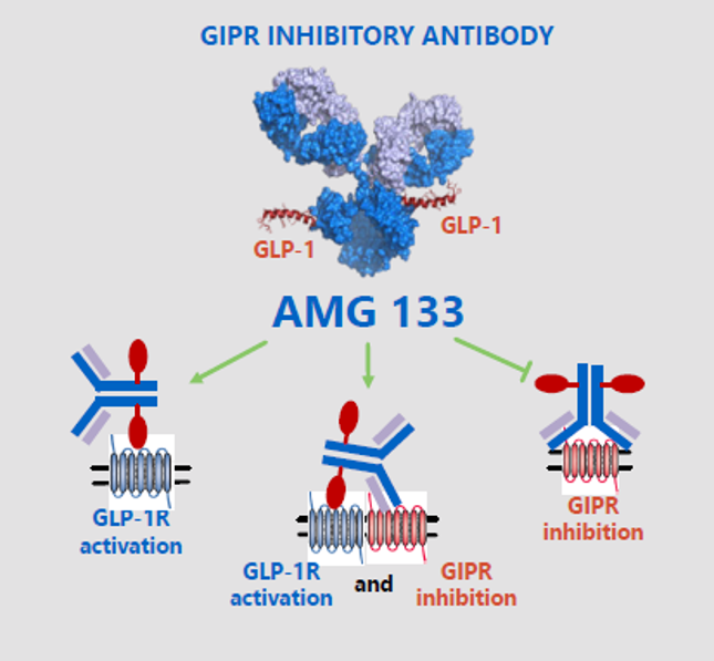 AMG133，抗体偶联多肽的双特异分子医药新闻-ByDrug-一站式医药资源共享中心-医药魔方