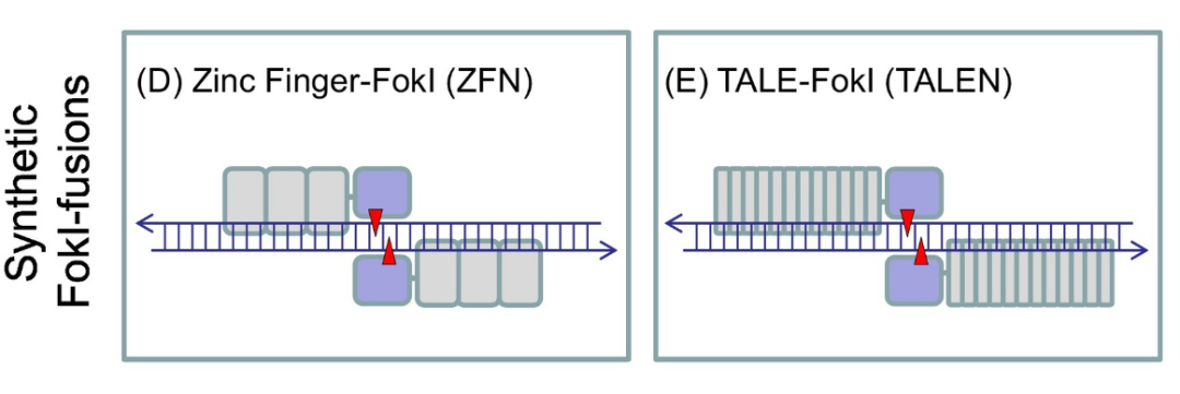 SHC Insights | 基因编辑工具迭代中的探索与机会医药新闻-ByDrug-一站式医药资源共享中心-医药魔方