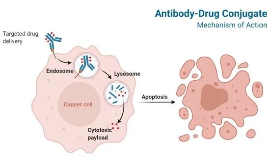 1+1>2：一文读懂ADC药物的作用机制、组成及研究现状医药新闻-ByDrug-一站式医药资源共享中心-医药魔方