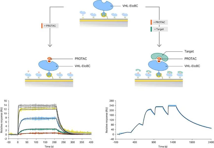 Biacore助力PROTAC解析三元复合物医药新闻-ByDrug-一站式医药资源共享中心-医药魔方