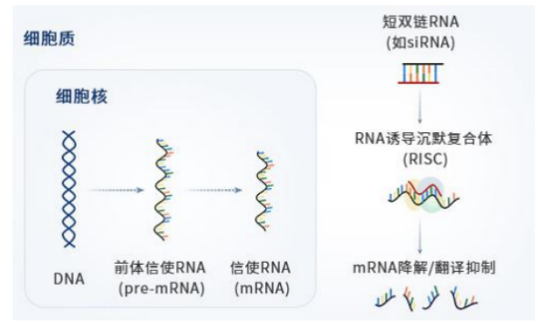 产品首发 ｜ 国内首款：君实生物首个siRNA新药临床获批医药新闻-ByDrug-一站式医药资源共享中心-医药魔方