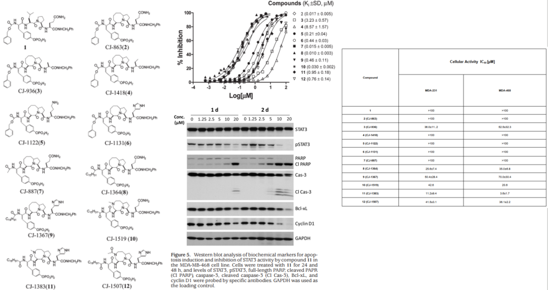 靶向难成药靶点STAT的磷酸肽类抑制剂：花开两朵，各表一枝医药新闻-ByDrug-一站式医药资源共享中心-医药魔方