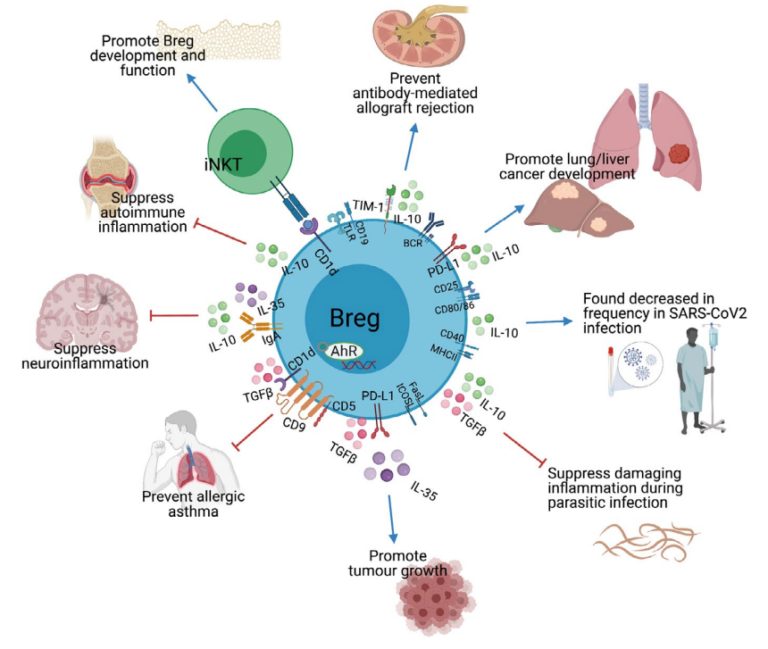 Breg在免疫治疗中的应用潜力医药新闻-ByDrug-一站式医药资源共享中心-医药魔方