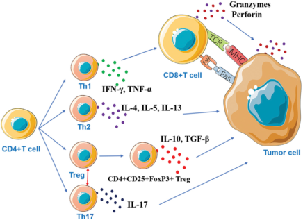 肿瘤免疫疗法：肿瘤浸润淋巴细胞（TIL）抗击实体瘤医药新闻-ByDrug-一站式医药资源共享中心-医药魔方