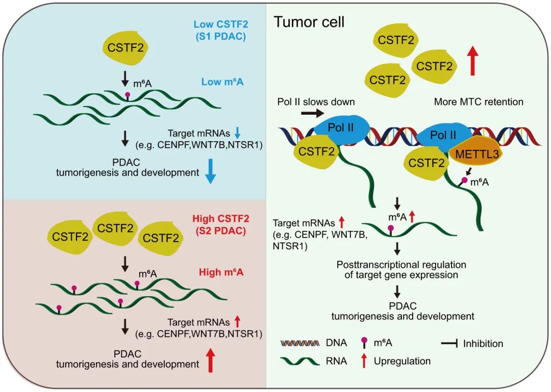 Nature子刊丨CSTF2介导的mRNA m6A修饰驱动胰腺导管腺癌m6A亚型医药新闻-ByDrug-一站式医药资源共享中心-医药魔方