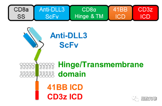 Allogene公司靶向DLL3的同种异体CAR-T细胞在小细胞肺癌动物模型中的评估医药新闻-ByDrug-一站式医药资源共享中心-医药魔方