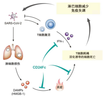 【前沿靶点】别吃我信号“CD24-SIGLEC10”新进展医药新闻-ByDrug-一站式医药资源共享中心-医药魔方