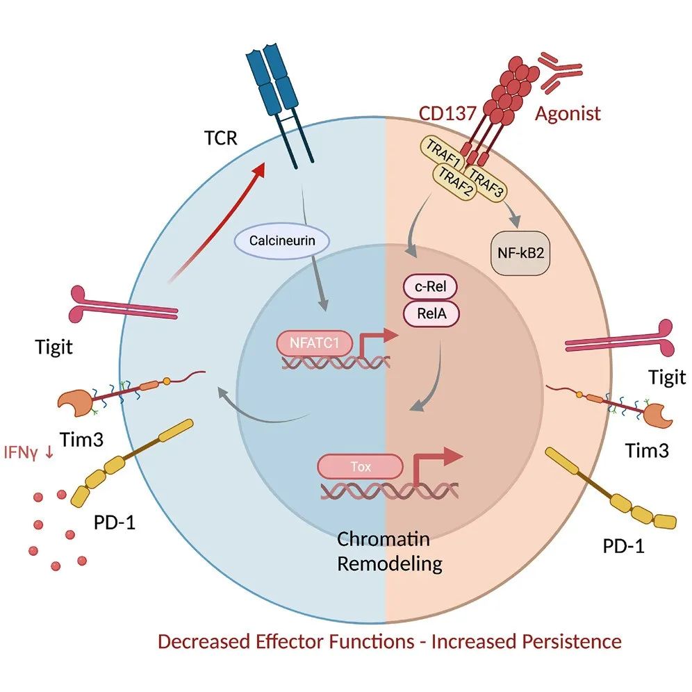 CD8+ 耗竭 T ( Tex ) 细胞“油门”靶点CD137（4-1BB）刺激可提高PD-1抗体功效医药新闻-ByDrug-一站式医药资源共享中心-医药魔方