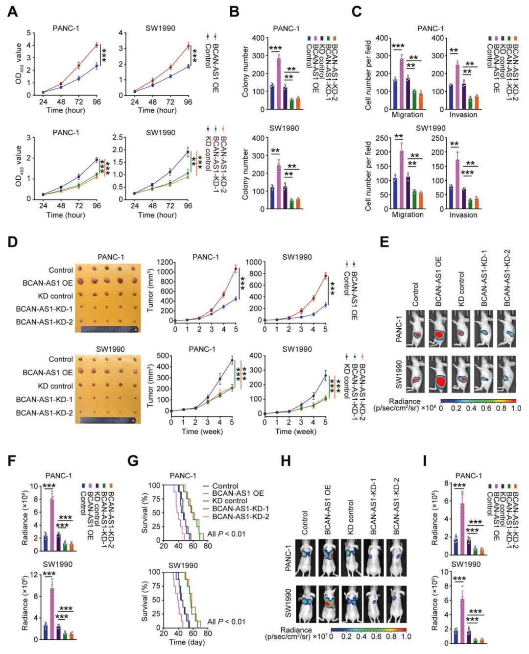 Nature子刊丨LncRNA BCAN-AS1通过m6A介导的与SNIP1结合来稳定c-Myc从而促进胰腺癌医药新闻-ByDrug-一站式 ...
