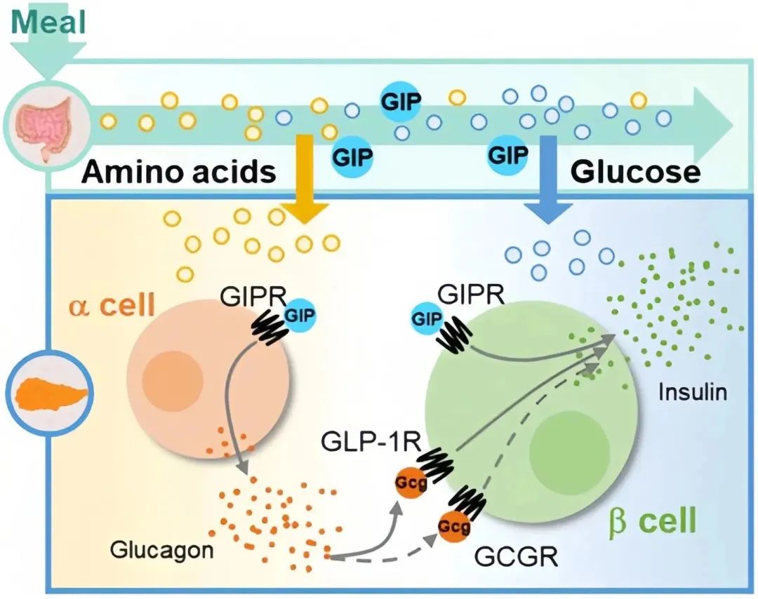 糖尿病与肥胖治疗的新希望：GLP-1、GIP与GCG的协同作战医药新闻-ByDrug-一站式医药资源共享中心-医药魔方