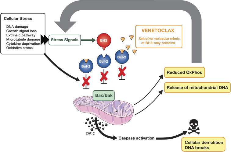 亚盛医药Lisaftoclax在中美获批Ⅲ期临床，Bcl-2抑制剂赛道竞争提速医药新闻-ByDrug-一站式医药资源共享中心-医药魔方