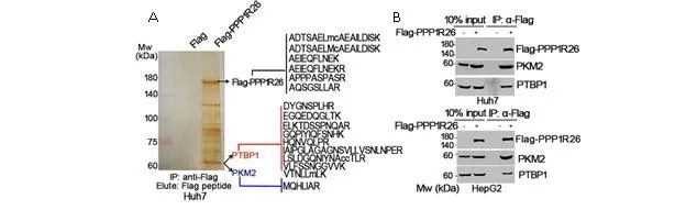 新品磁力架应用 | 免疫共沉淀（Co-IP），探索癌症机制的利器医药新闻-ByDrug-一站式医药资源共享中心-医药魔方
