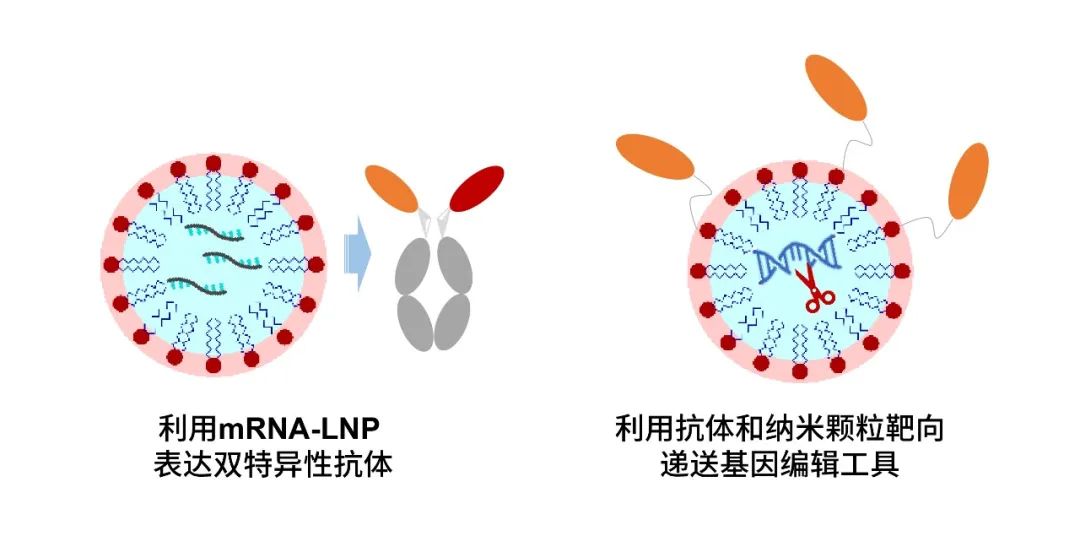 和铂医药推出HCAb PLUS™：打造新一代疗法，助力行业创新发展医药新闻-ByDrug-一站式医药资源共享中心-医药魔方
