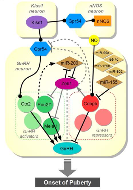 Science：GnRH注射疗法可改善唐氏综合征患者认知功能医药新闻-ByDrug-一站式医药资源共享中心-医药魔方