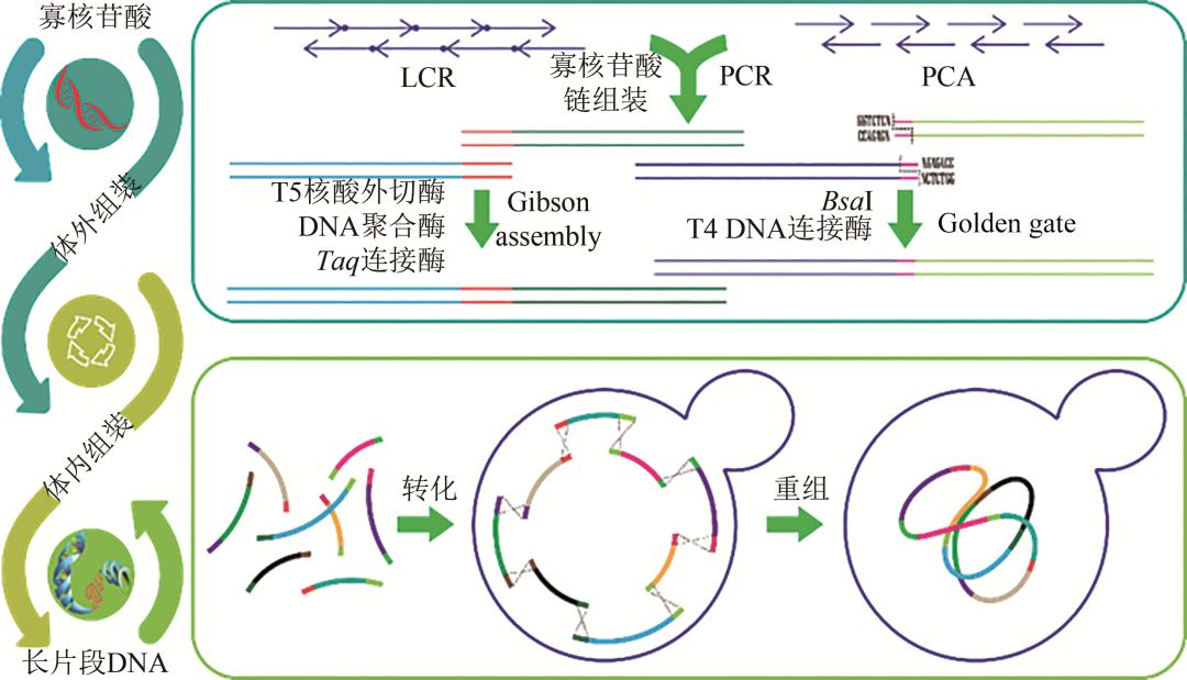 SynBio Insights | DNA合成、组装与纠错技术研究进展医药新闻-ByDrug-一站式医药资源共享中心-医药魔方