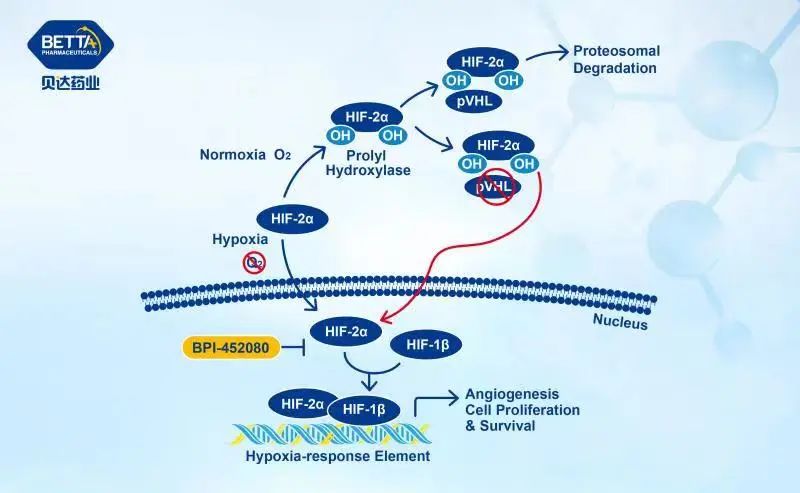 贝达药业HIF-2α抑制剂BPI-452080药品临床试验申请获受理医药新闻-ByDrug-一站式医药资源共享中心-医药魔方