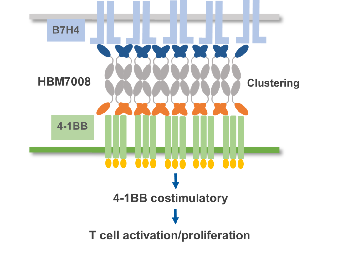 聚焦全球首创B7H4x4-1BB双抗产品医药新闻-ByDrug-一站式医药资源共享中心-医药魔方
