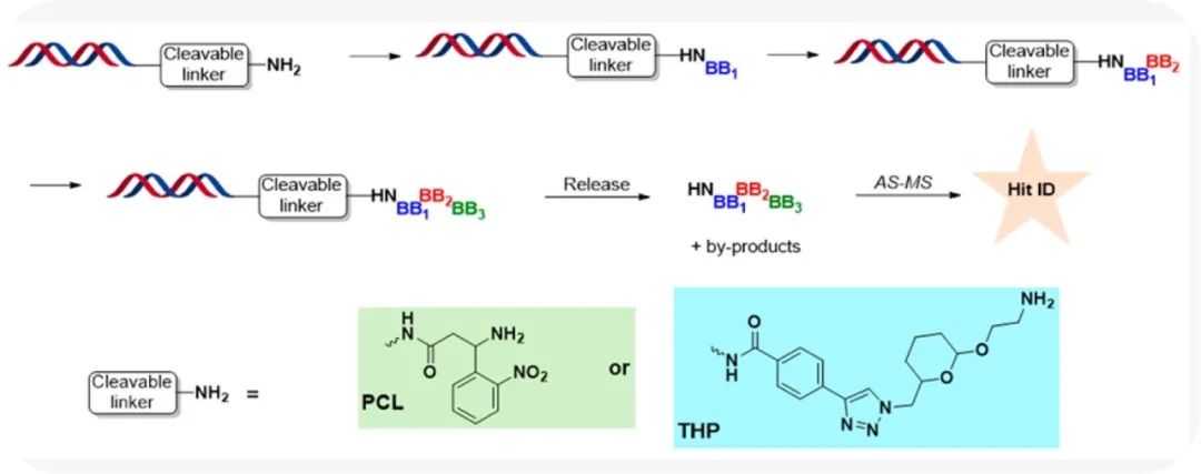 可切断连接基团应用于DNA编码化合物库的苗头化合物的确认医药新闻-ByDrug-一站式医药资源共享中心-医药魔方