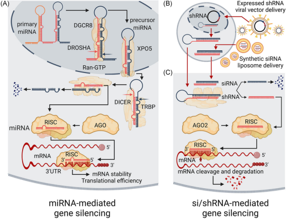 在肿瘤基因生物功能领域研究的小RNA实现大梦想——RNAi研究机理与应用工具医药新闻-ByDrug-一站式医药资源共享中心-医药魔方