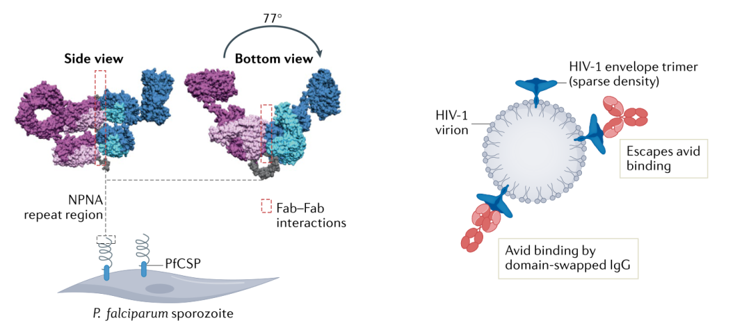 IF>100!深入解读抗体功能效应与药物设计基石——亲和力医药新闻-ByDrug-一站式医药资源共享中心-医药魔方