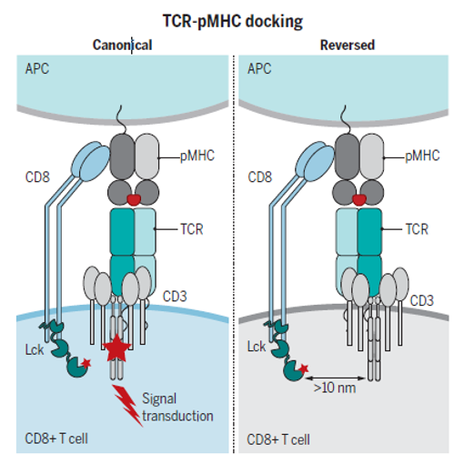 TCR-T细胞免疫治疗 | 如何唤醒T细胞？医药新闻-ByDrug-一站式医药资源共享中心-医药魔方