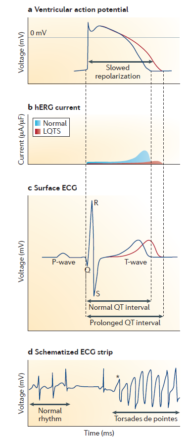 体外hERG评价——加速药物早期研发，降低潜在临床风险医药新闻-ByDrug-一站式医药资源共享中心-医药魔方