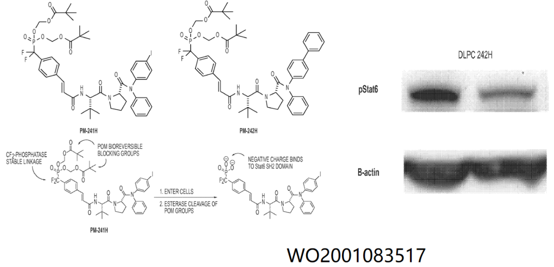 靶向难成药靶点STAT的磷酸肽类抑制剂：花开两朵，各表一枝医药新闻-ByDrug-一站式医药资源共享中心-医药魔方