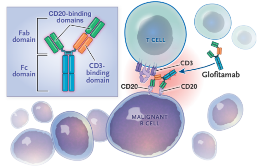 收获期盘点：全球获批的13款双抗药物梳理医药新闻-ByDrug-一站式医药资源共享中心-医药魔方