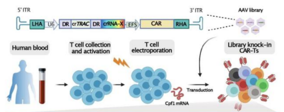 Cellinfinity Bio发布CLASH，首次实现密集平行基因敲入人体T细胞医药新闻-ByDrug-一站式医药资源共享中心-医药魔方