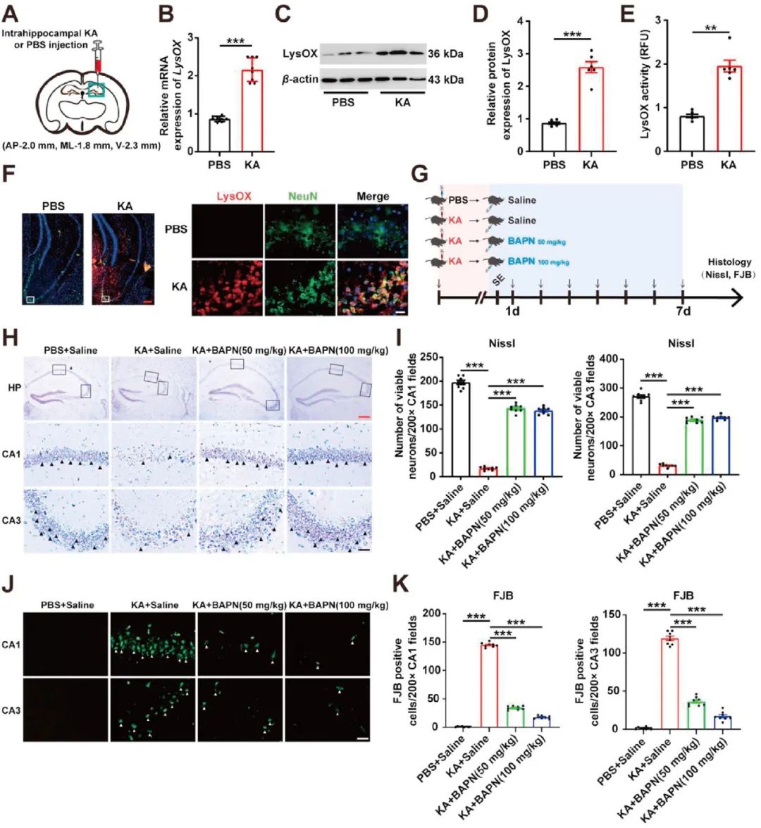 APSB | 湘雅毛小元/刘昭前·兰大金卫林教授等合作揭示铁死亡与癫痫脑损伤之间的分子机制医药新闻-ByDrug-一站式医药资源共享中心-医药魔方