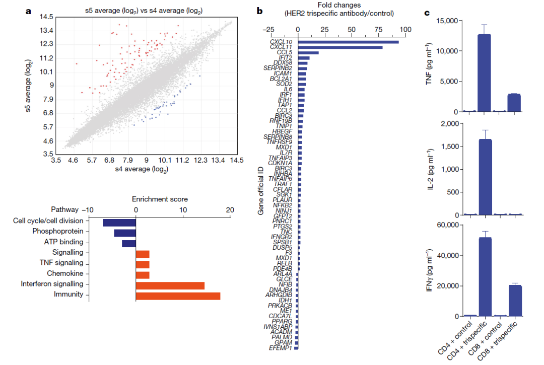 Nature里程碑：乳腺癌治疗“新兵”——HER2/CD3×CD28三特异性抗体医药新闻-ByDrug-一站式医药资源共享中心-医药魔方