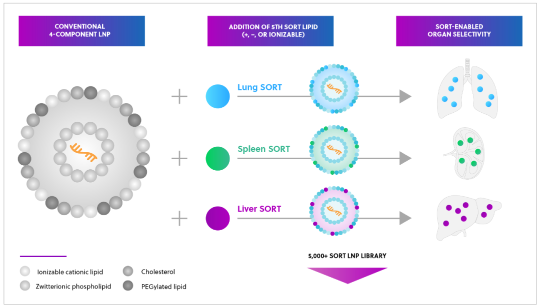 ReCode Therapeutics：开发新一代LNP技术，直击基因疗法递送痛点医药新闻-ByDrug-一站式医药资源共享中心-医药魔方