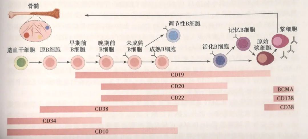 顶刊封面 | 里程碑CD19 CAR-T在滤泡性淋巴瘤治疗中的探索医药新闻-ByDrug-一站式医药资源共享中心-医药魔方