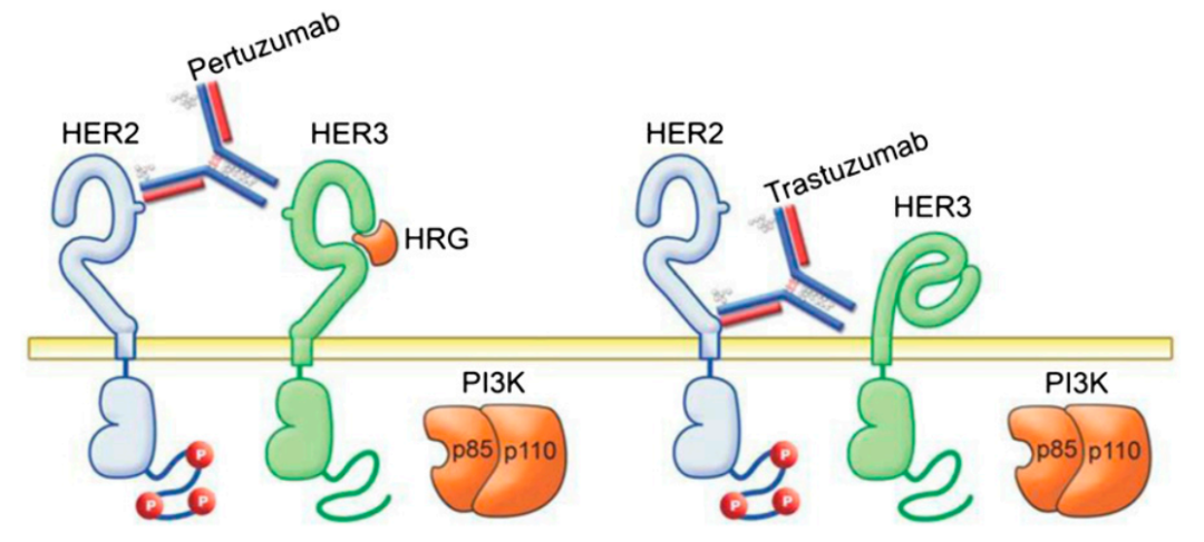 老靶点新视角：HER2不同表位在创新药研发中的作用医药新闻-ByDrug-一站式医药资源共享中心-医药魔方