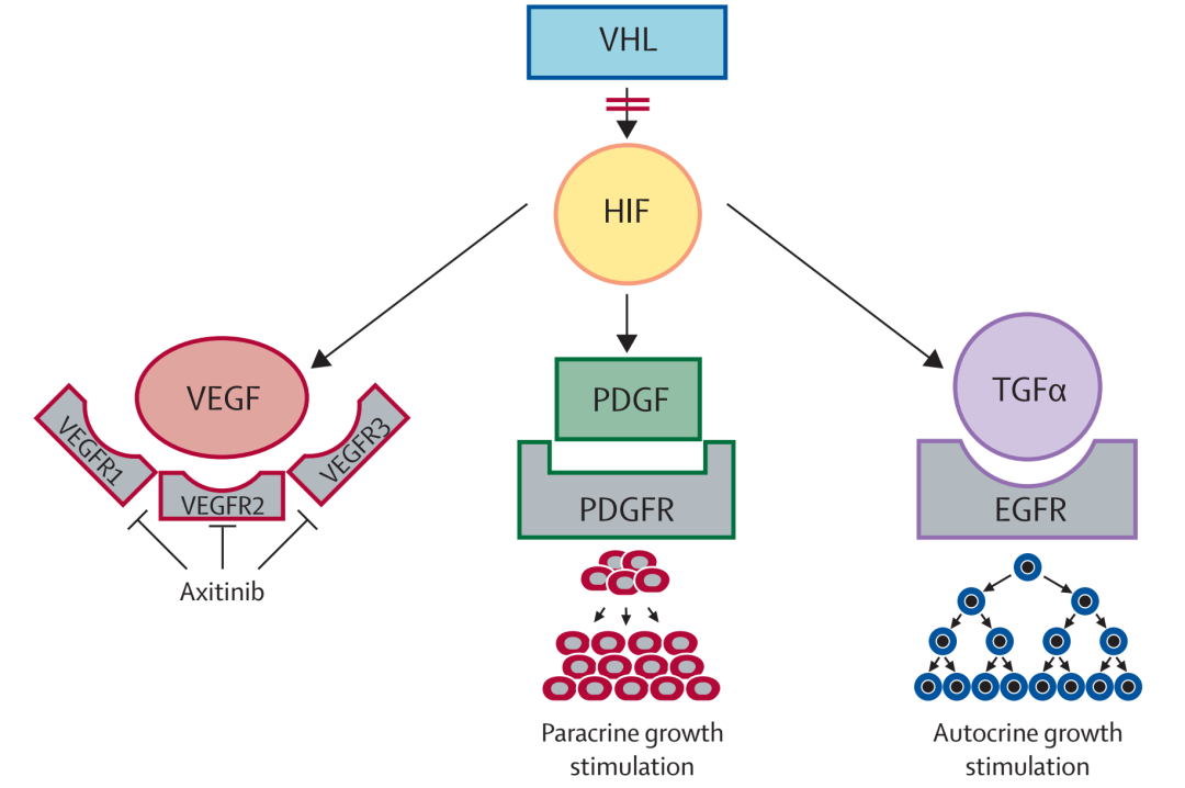 国产首款！贝达药业HIF-2α抑制剂申报临床医药新闻-ByDrug-一站式医药资源共享中心-医药魔方
